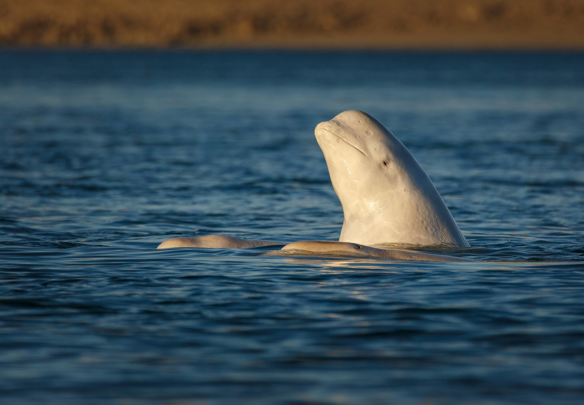 Beluga Whale: Species Facts, Info & More | WWF.CA