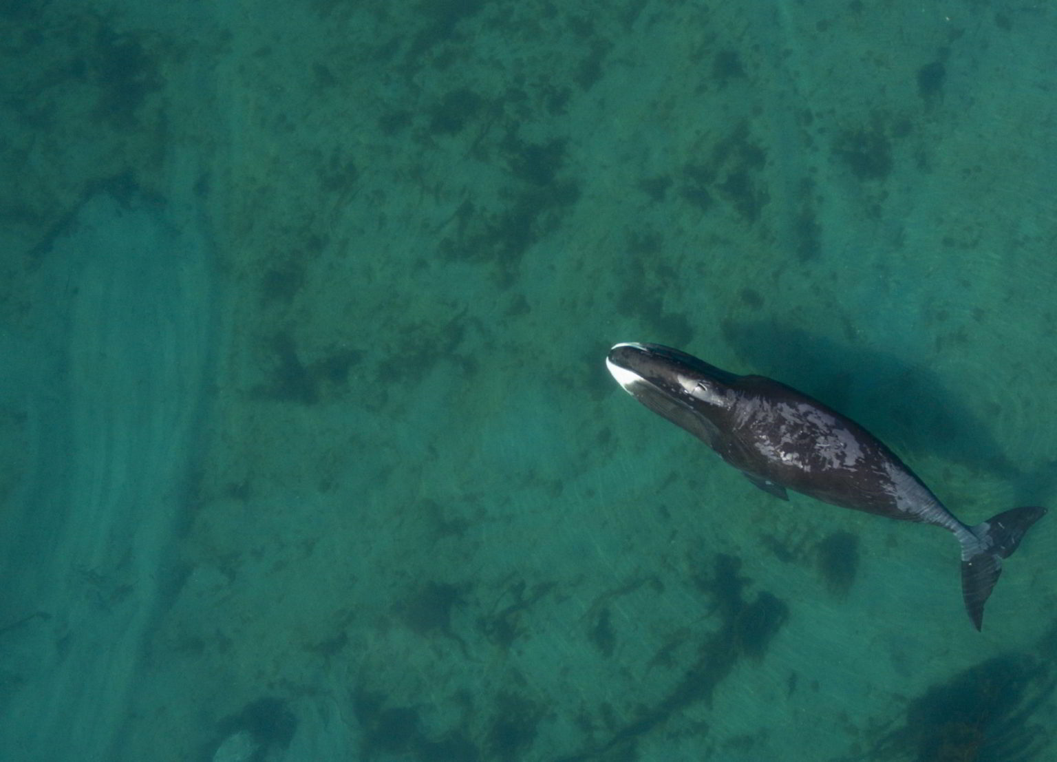 Beluga Whale: Species Facts, Info & More | WWF.CA