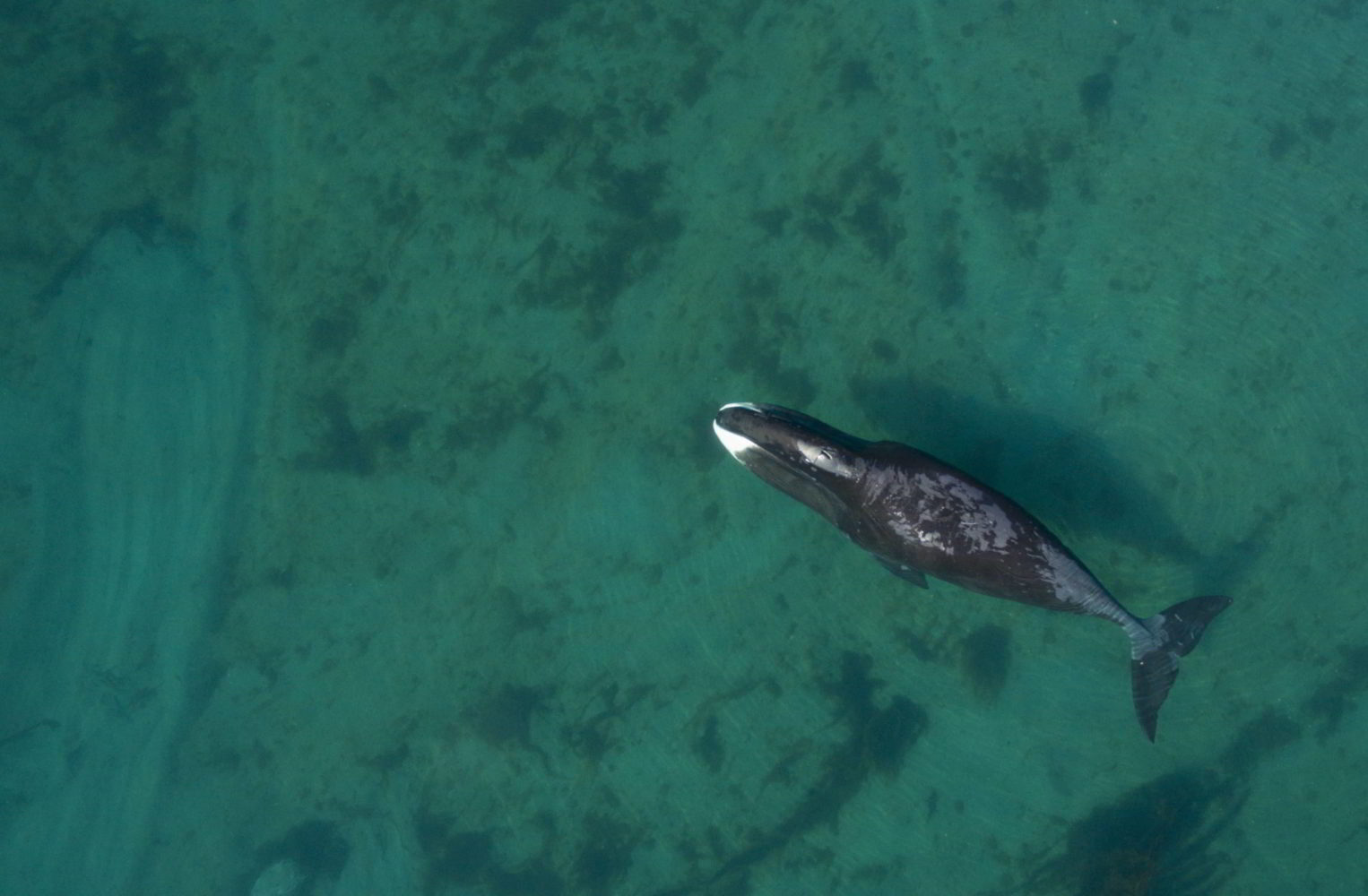 Béluga : faits, enjeux, actions | WWF.CA