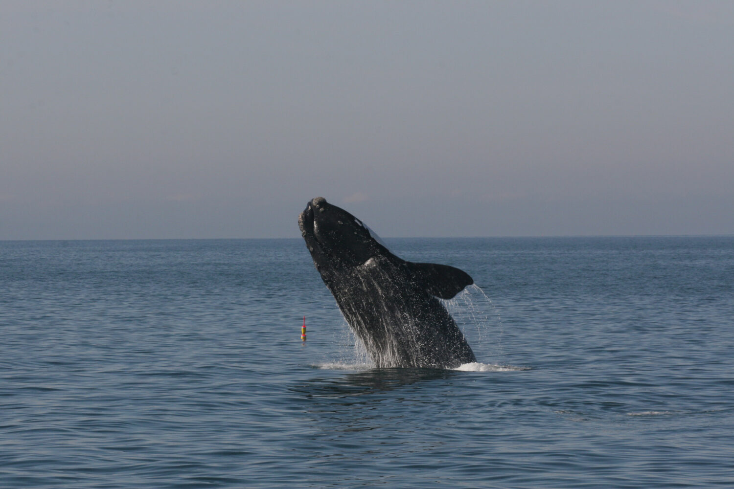 Bowhead Whale: Species Facts, Info & More | WWF.CA