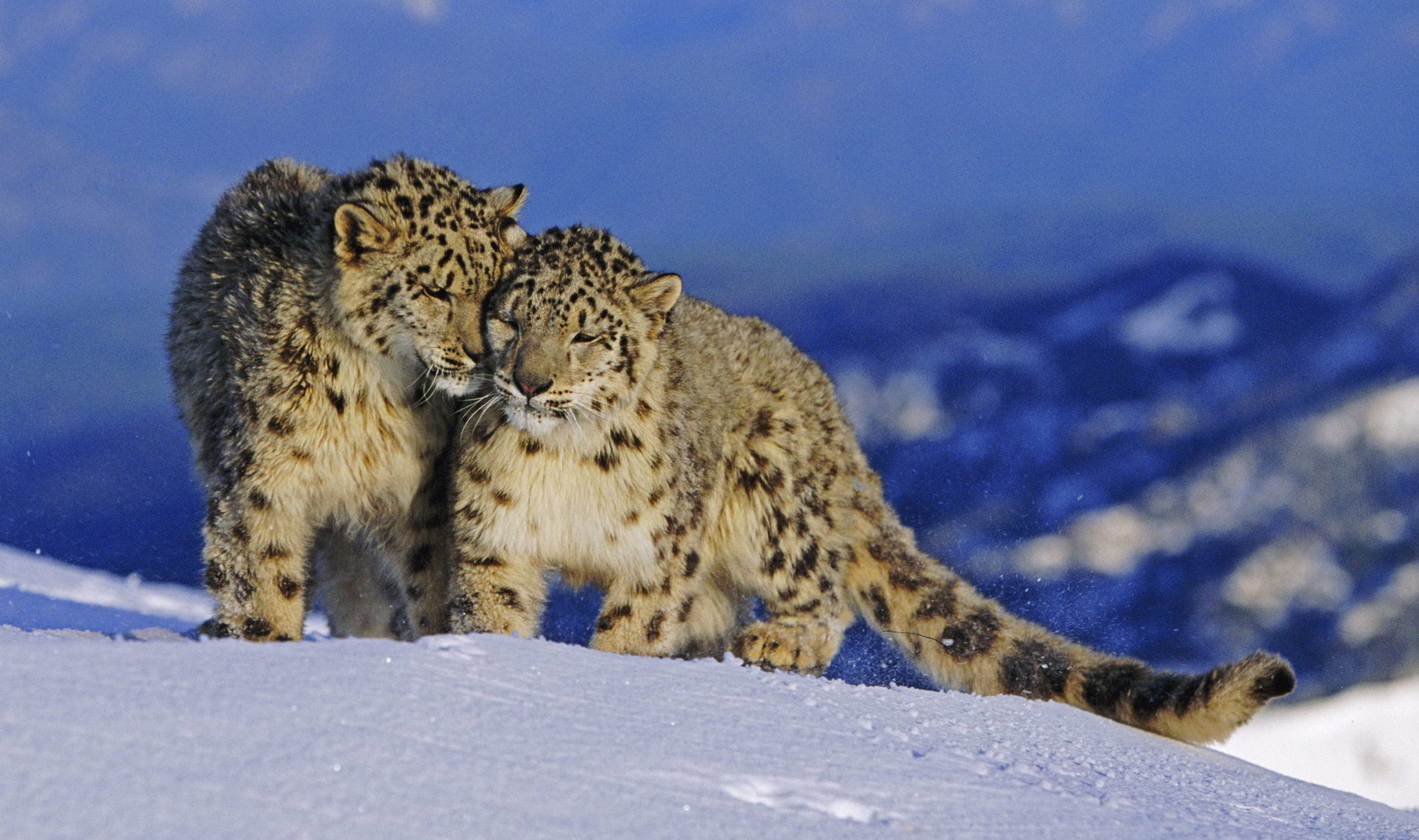 Snow Leopard: Species Facts, Info & More | WWF.CA