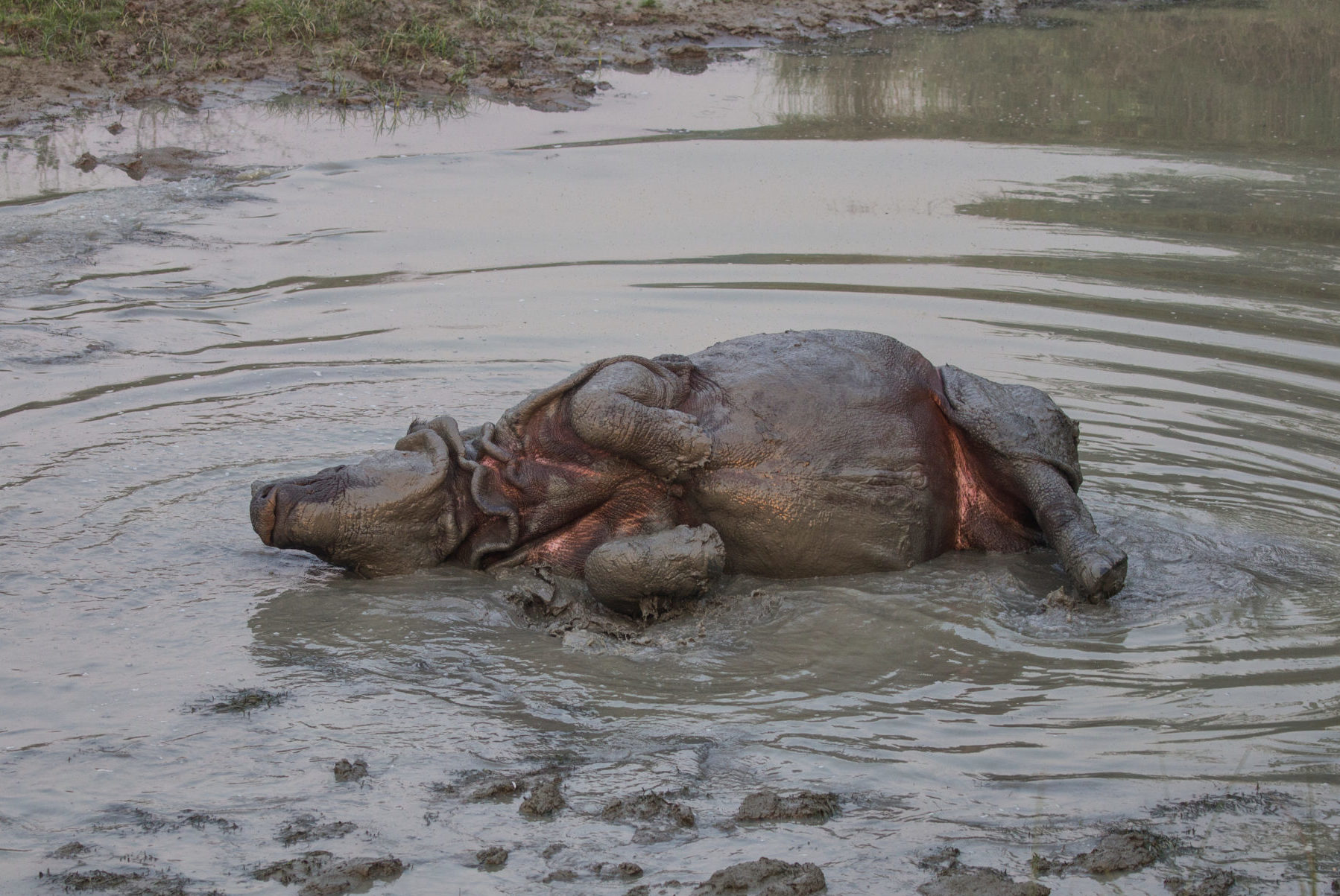 Mud, bugs and dung: How rhinos shape their world - WWF.CA