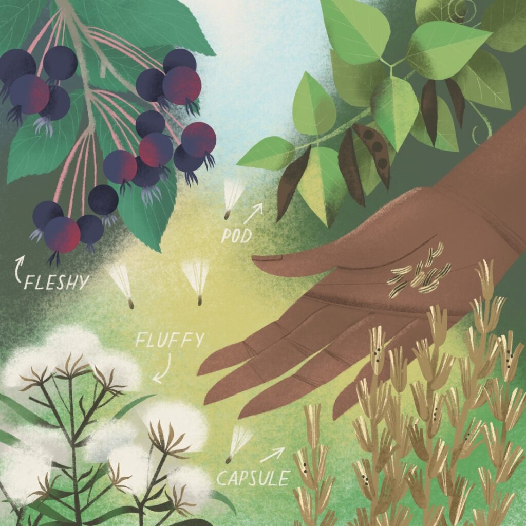 How to harvest seeds from your native plants - WWF.CA