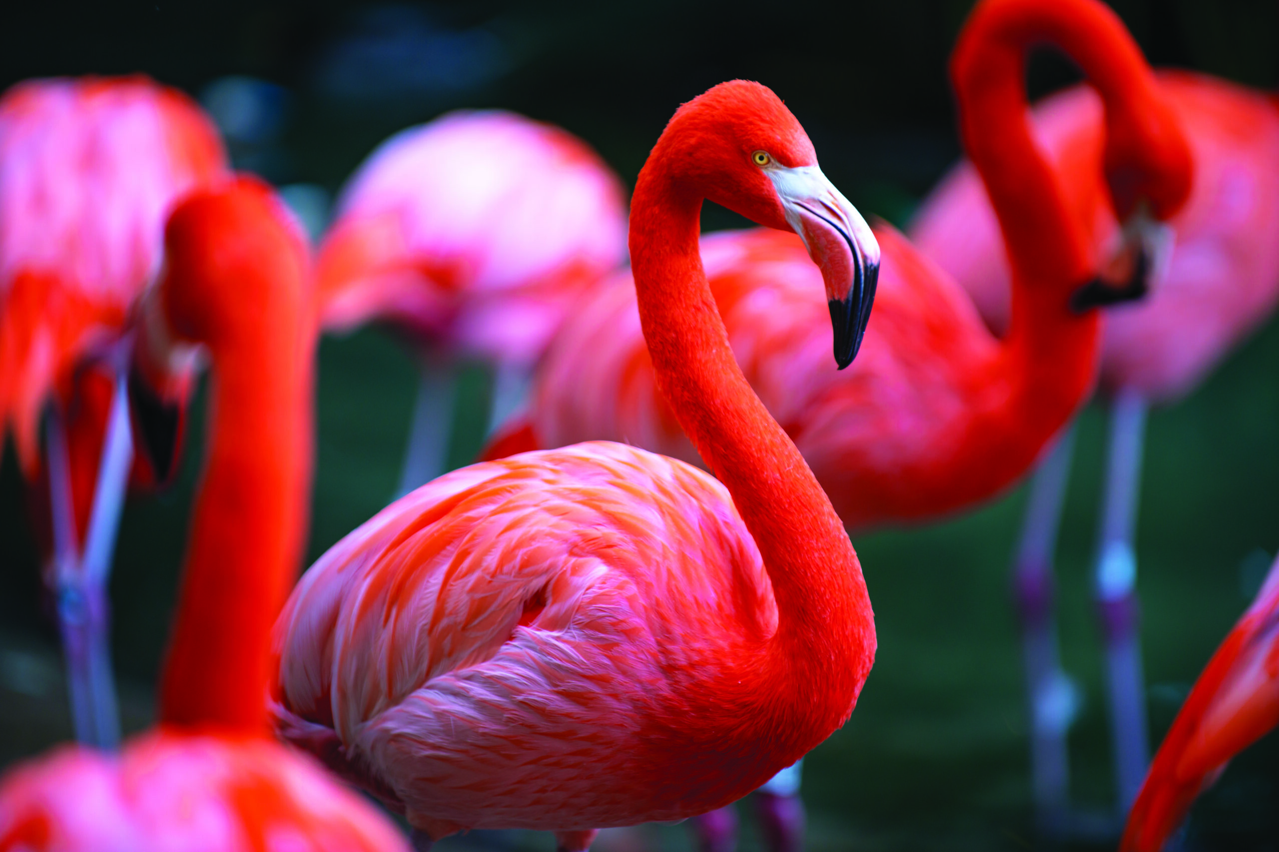 Six Flamboyant Flamingo Facts - WWF.CA