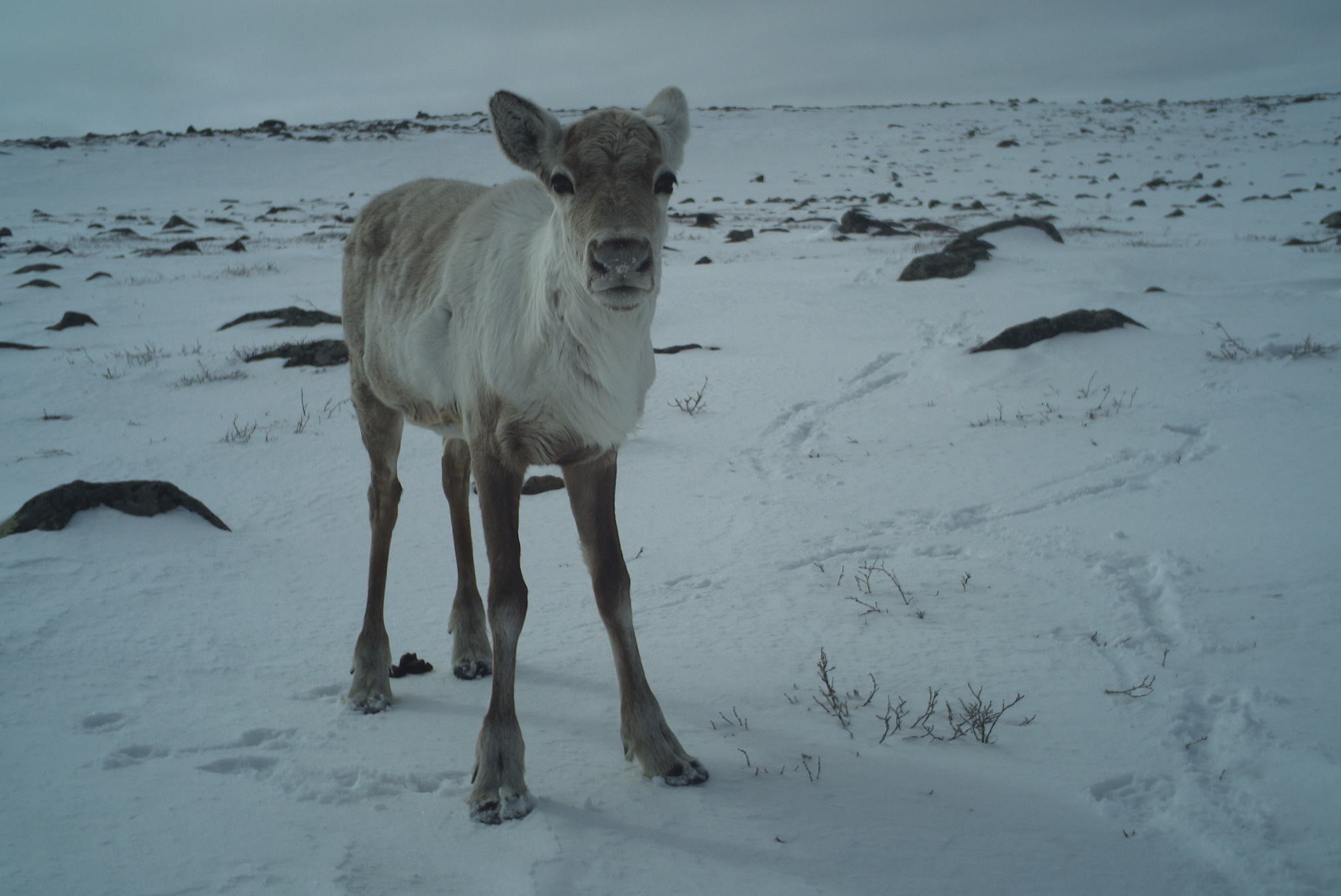 Arctic caribou are on thin ice. AI and other tech can help change that ...