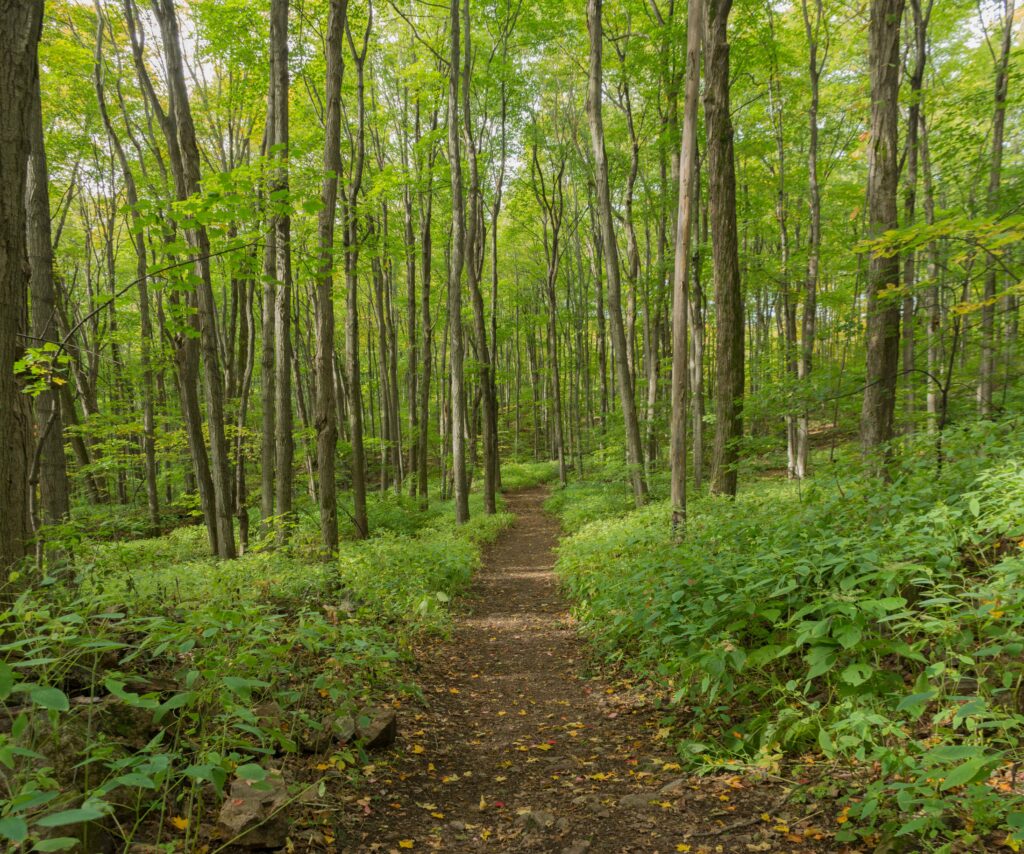 Comment le sirop d'érable peut aider à lutter contre les crises du ...